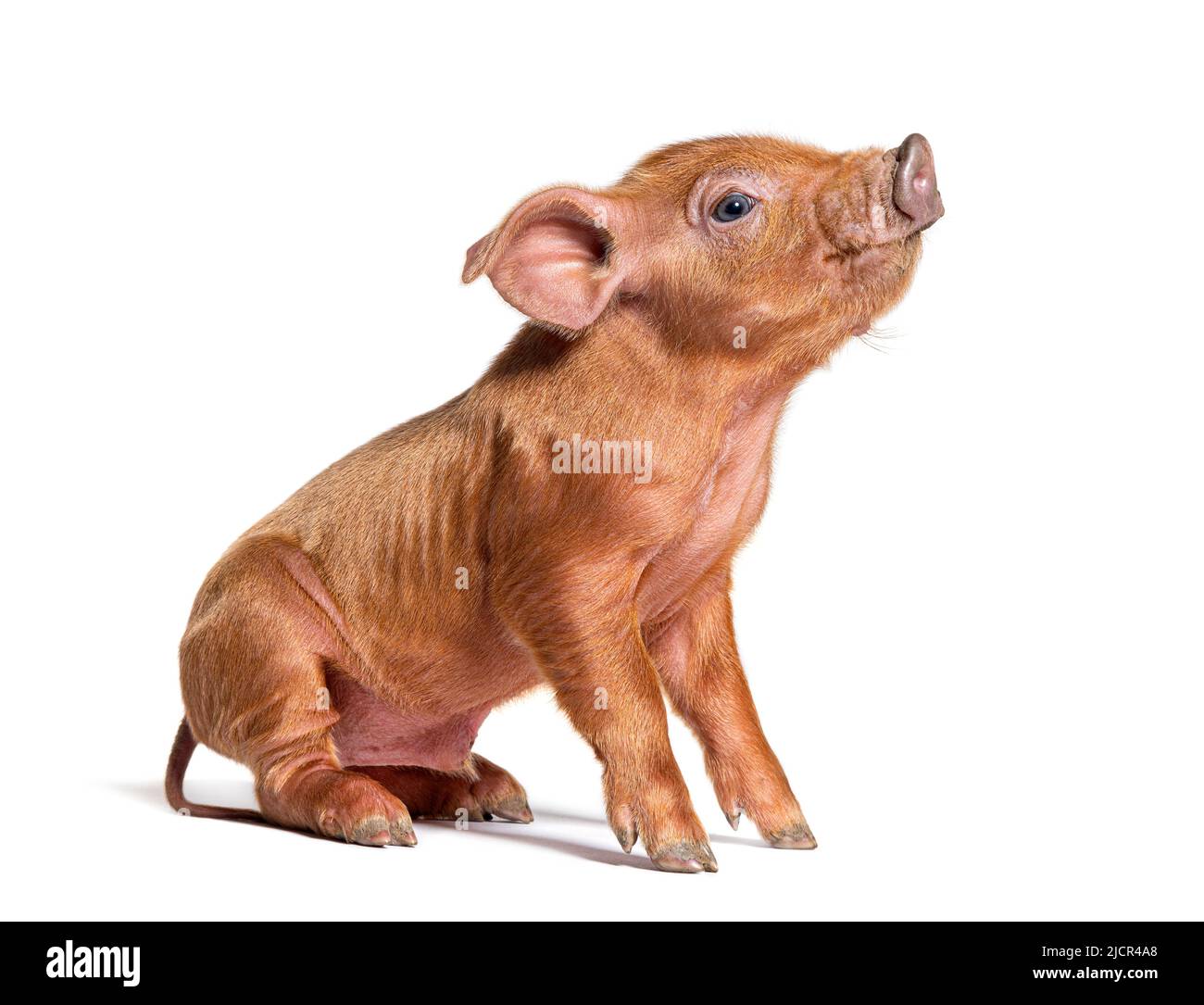 Sitting Young pig looking up (mixedbreed), isolated Stock Photo - Alamy