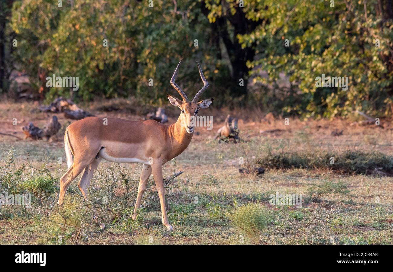 Impala ram in the Kruger Park Stock Photo - Alamy