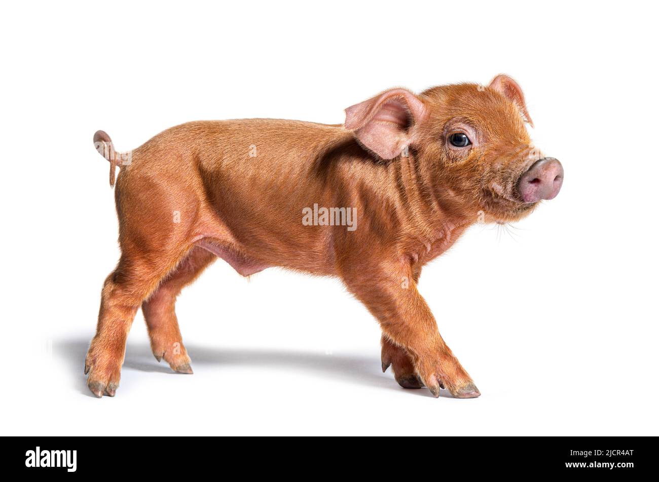 Standing young pig looking at the camera (mixedbreed), isolated Stock ...