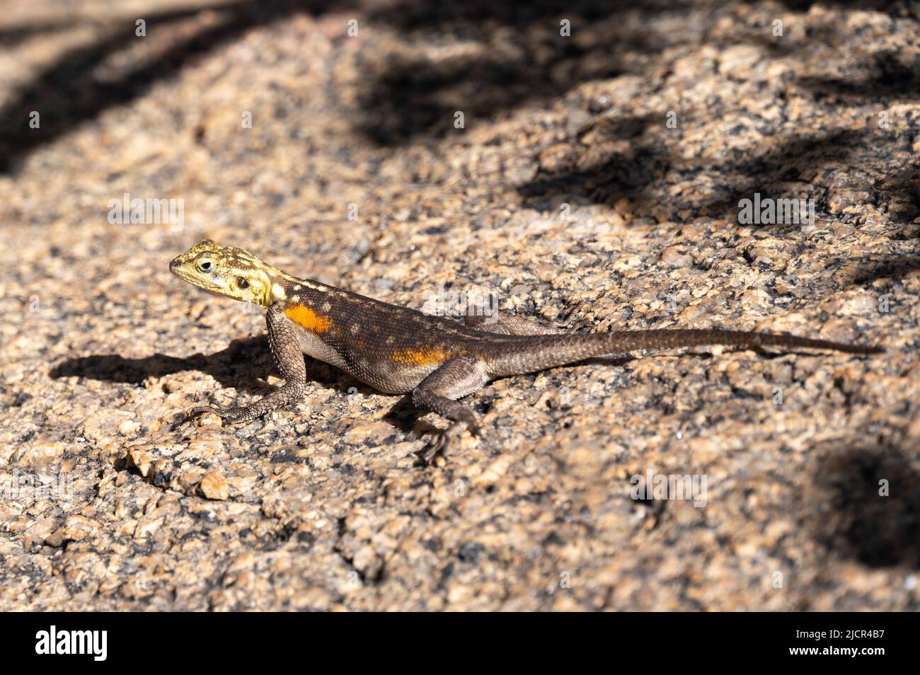 The Namib rock agama (Agama planiceps) climbing on a rock in Namibia ...