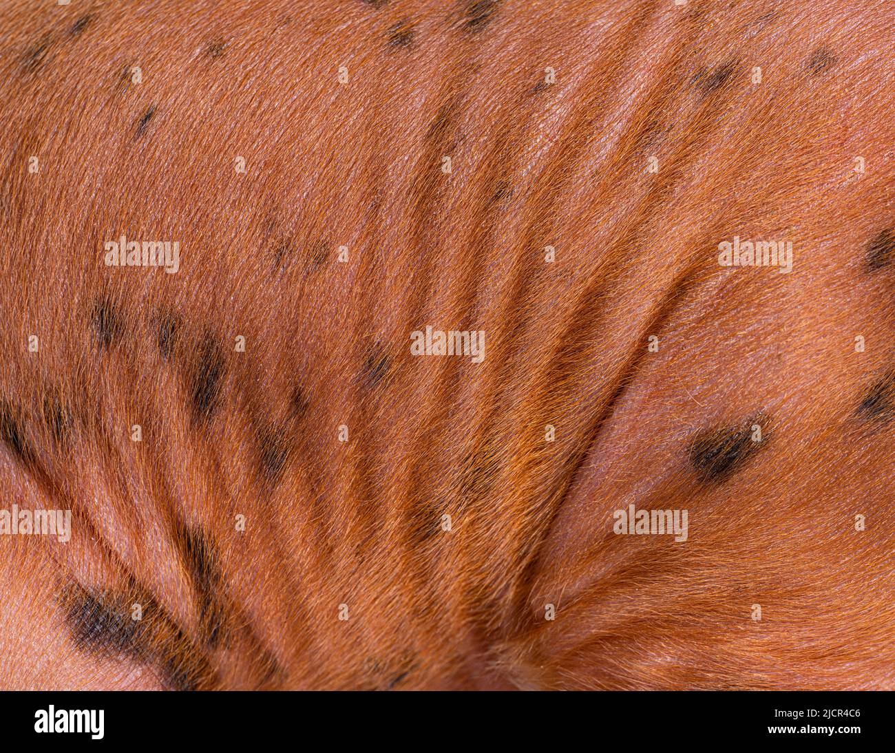 Close-up on a young pig hairs (mixedbreed), isolated Stock Photo - Alamy