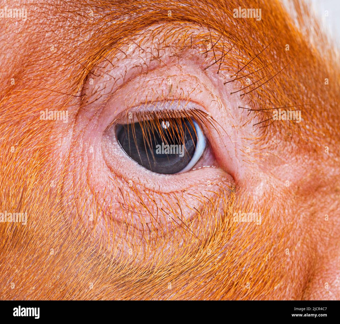 Pig eye hi-res stock photography and images - Alamy