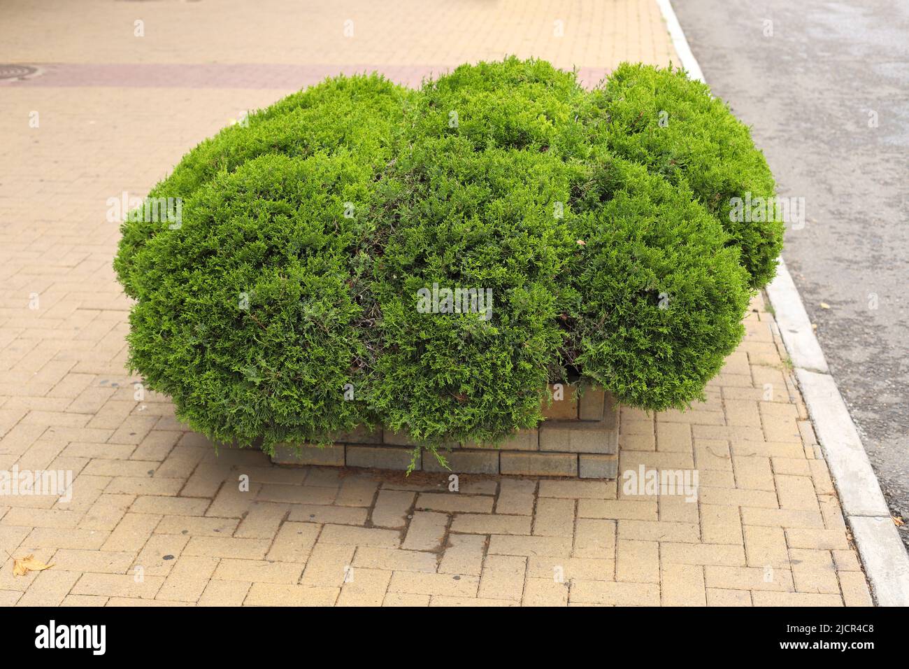 Round dwarf tree hi-res stock photography and images - Alamy