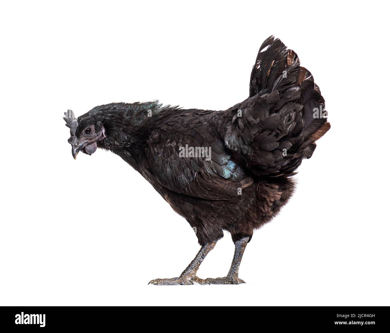 Ayam cemani black rooster hi-res stock photography and images - Alamy