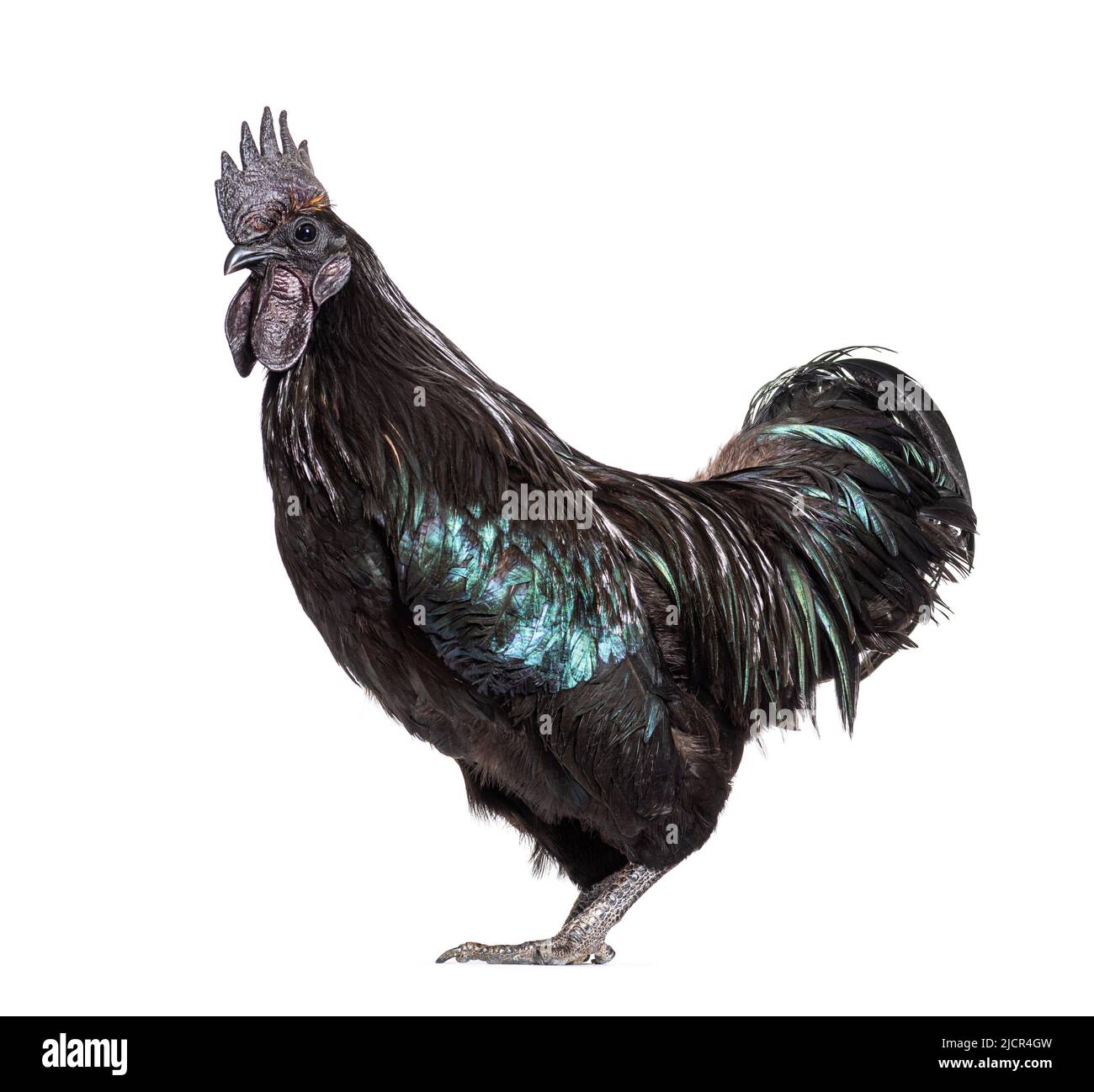 Ayam Cemani rooster isolated on white Stock Photo - Alamy