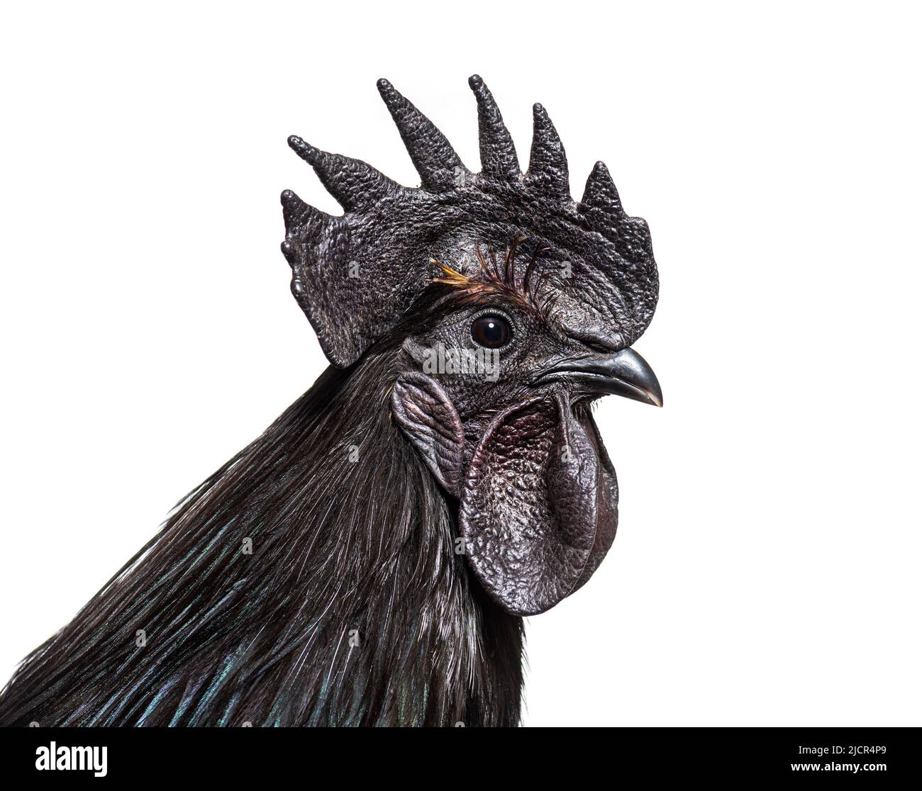 Portrait, close-up of a Ayam Cemani rooster, isolated on white Stock ...