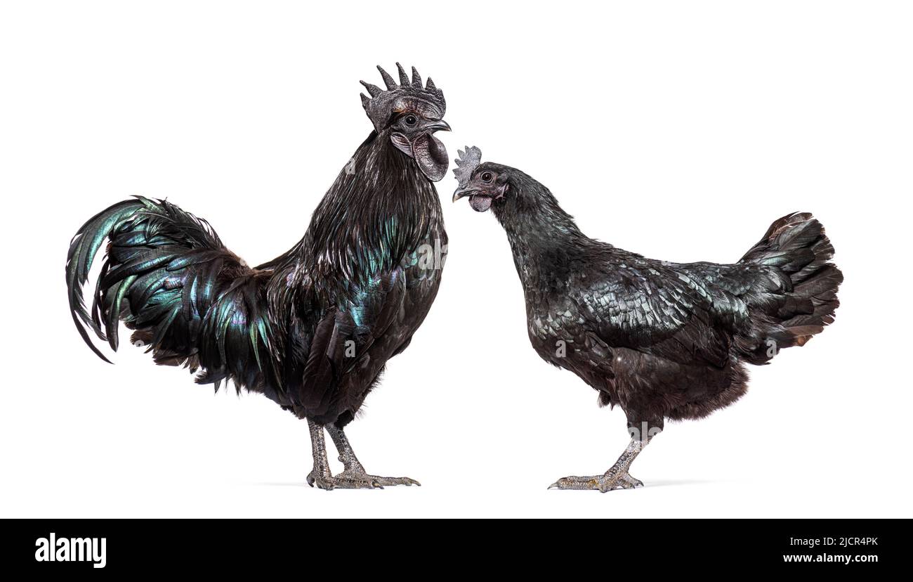 Ayam cemani black rooster hi-res stock photography and images - Alamy