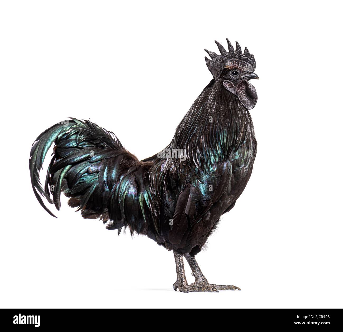 Profile view of a Ayam Cemani rooster, chicken, isolated on white Stock ...