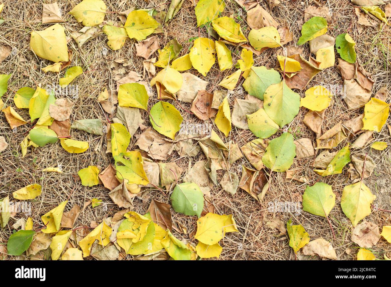 Green grass and yellow autumn aspen leaves texture background, top view ...