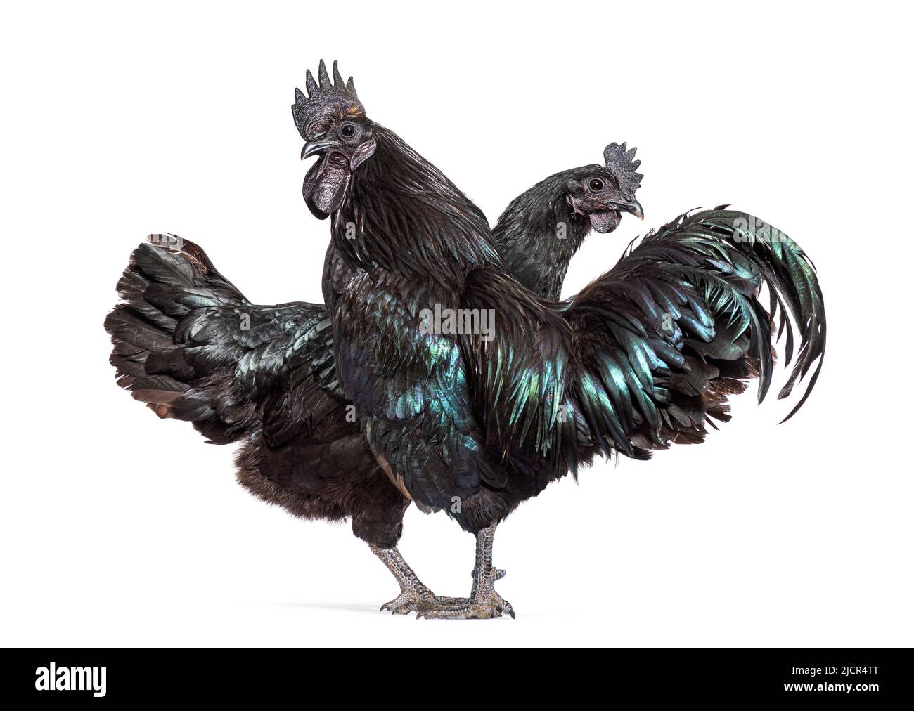 Couple of rooster and hen Ayam Cemani chicken, isolated on white Stock ...