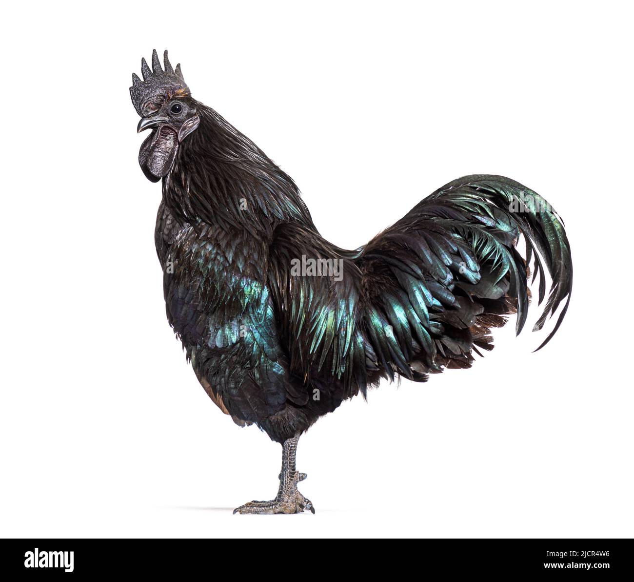 Profile view of a Ayam Cemani rooster, chicken, isolated on white Stock ...