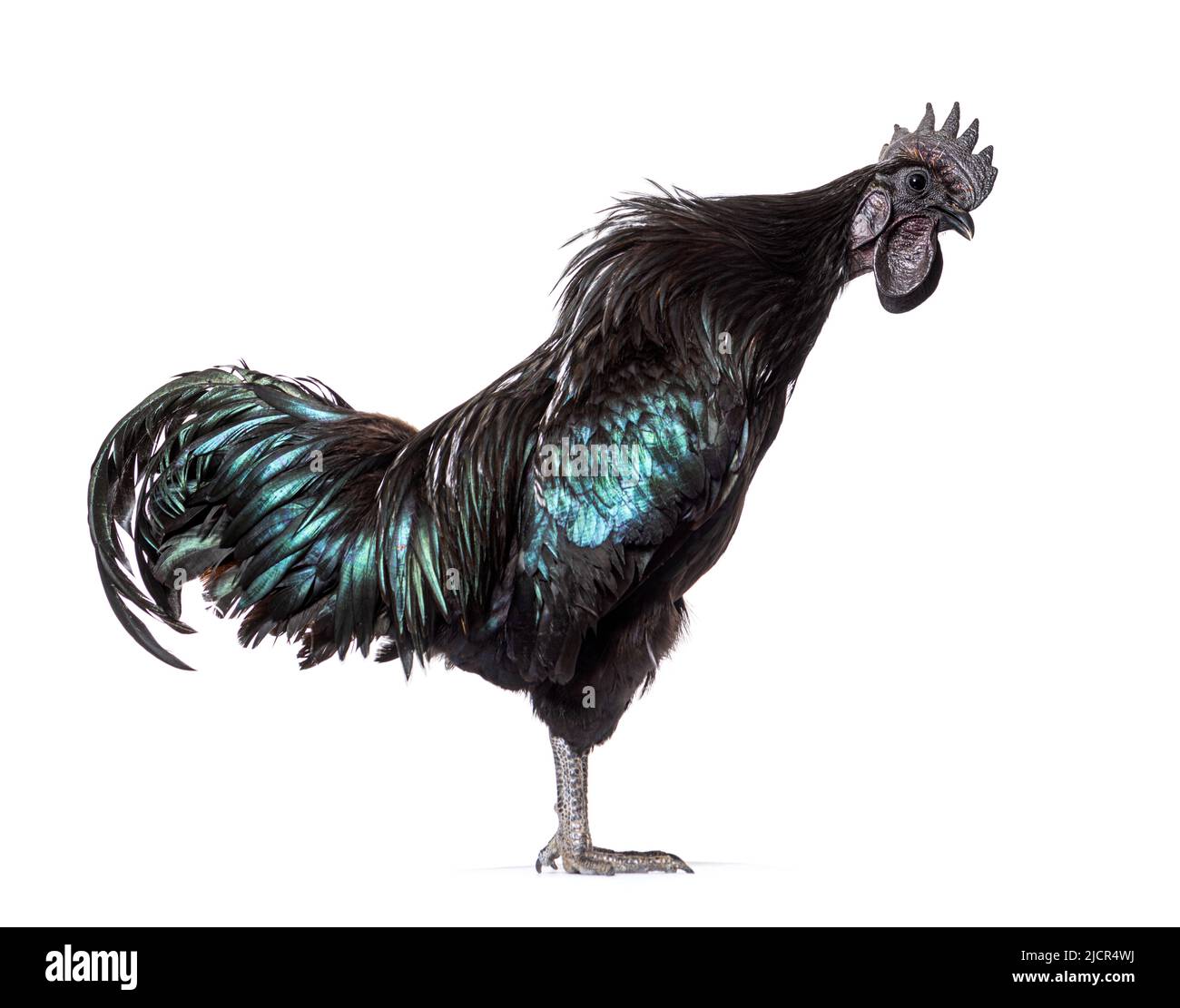 Profile view of a Ayam Cemani rooster, chicken, isolated on white Stock ...