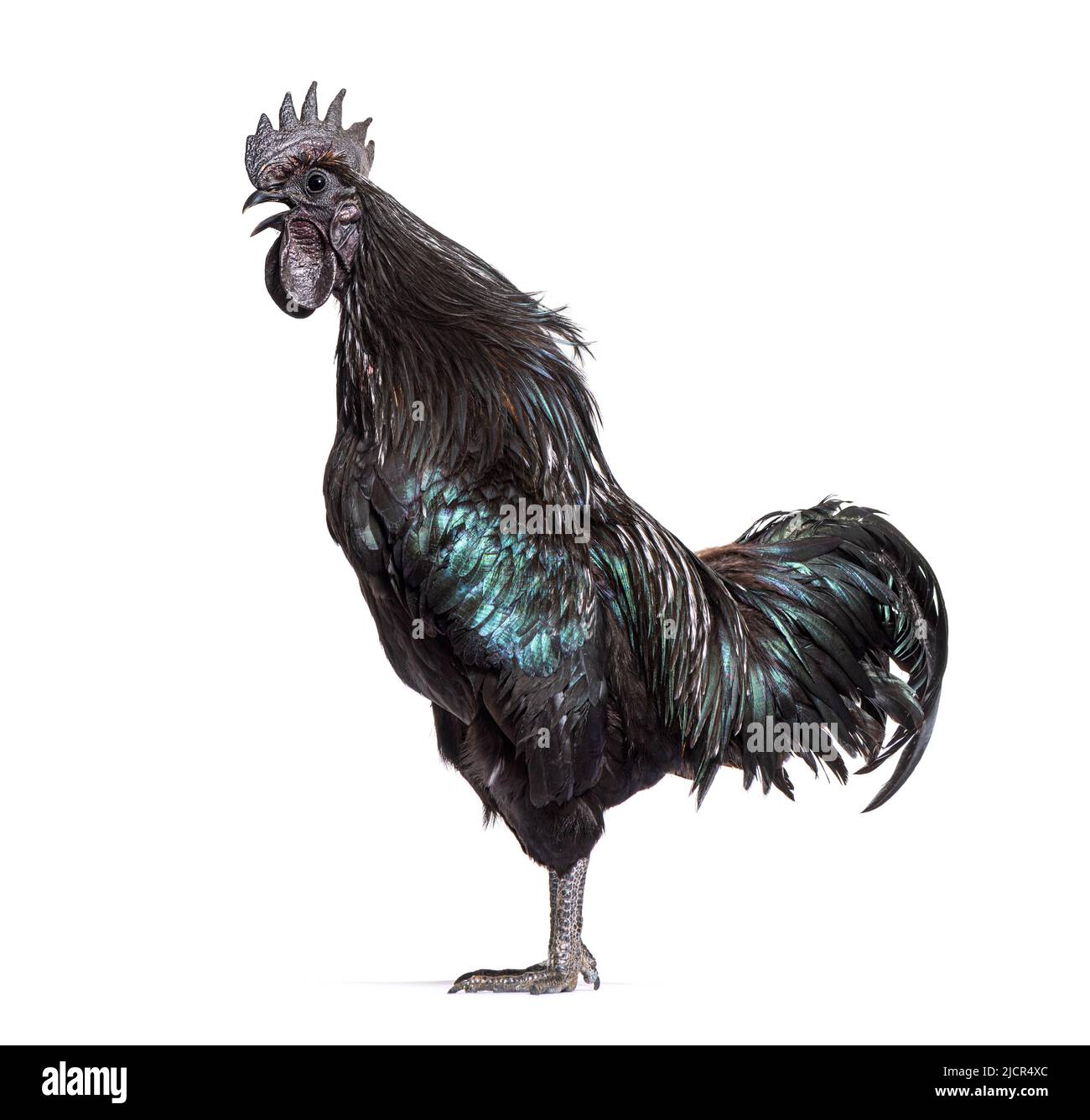 Side view of a Cemani rooster singing, isolated on white Stock Photo ...