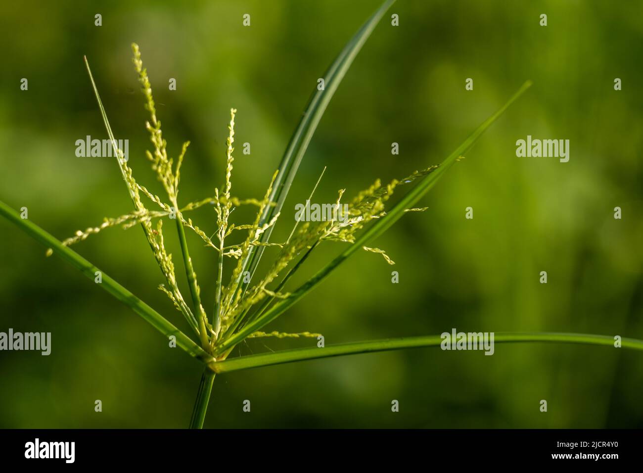 The weeds called Umbrella Sedge, long -leafy green, are flowering, in a ...