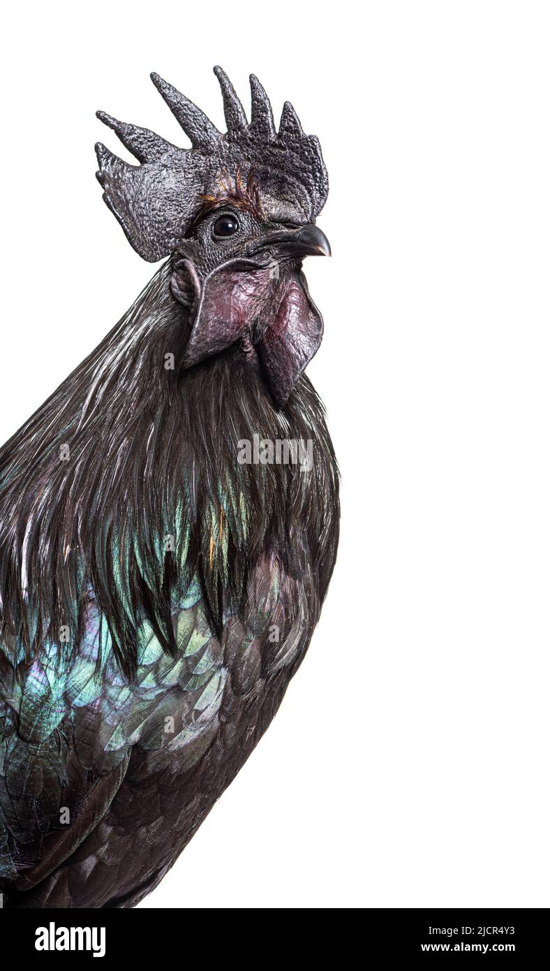 Portrait, close-up of a Ayam Cemani rooster, isolated on white Stock ...