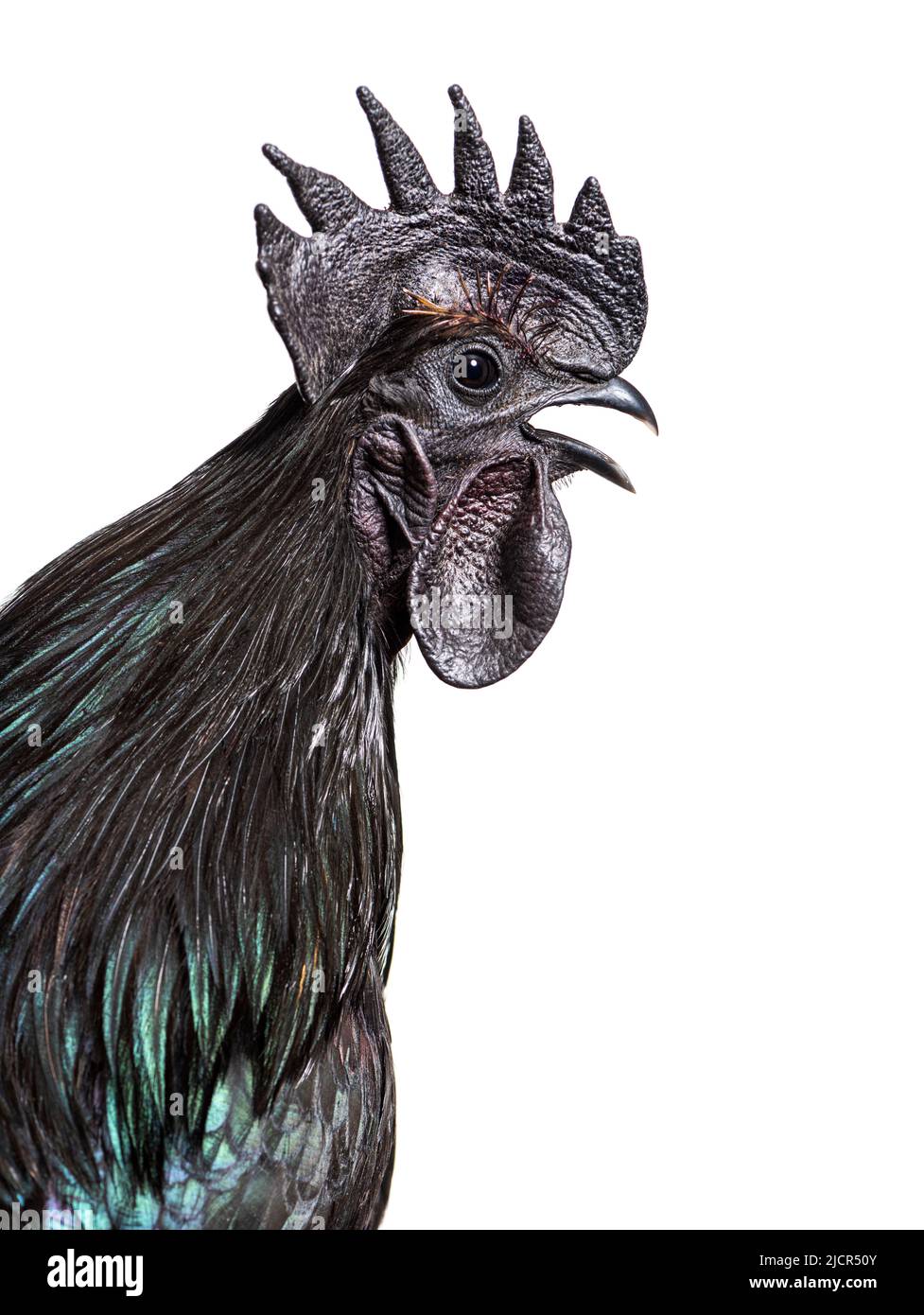 Ayam cemani chicken hi-res stock photography and images - Alamy