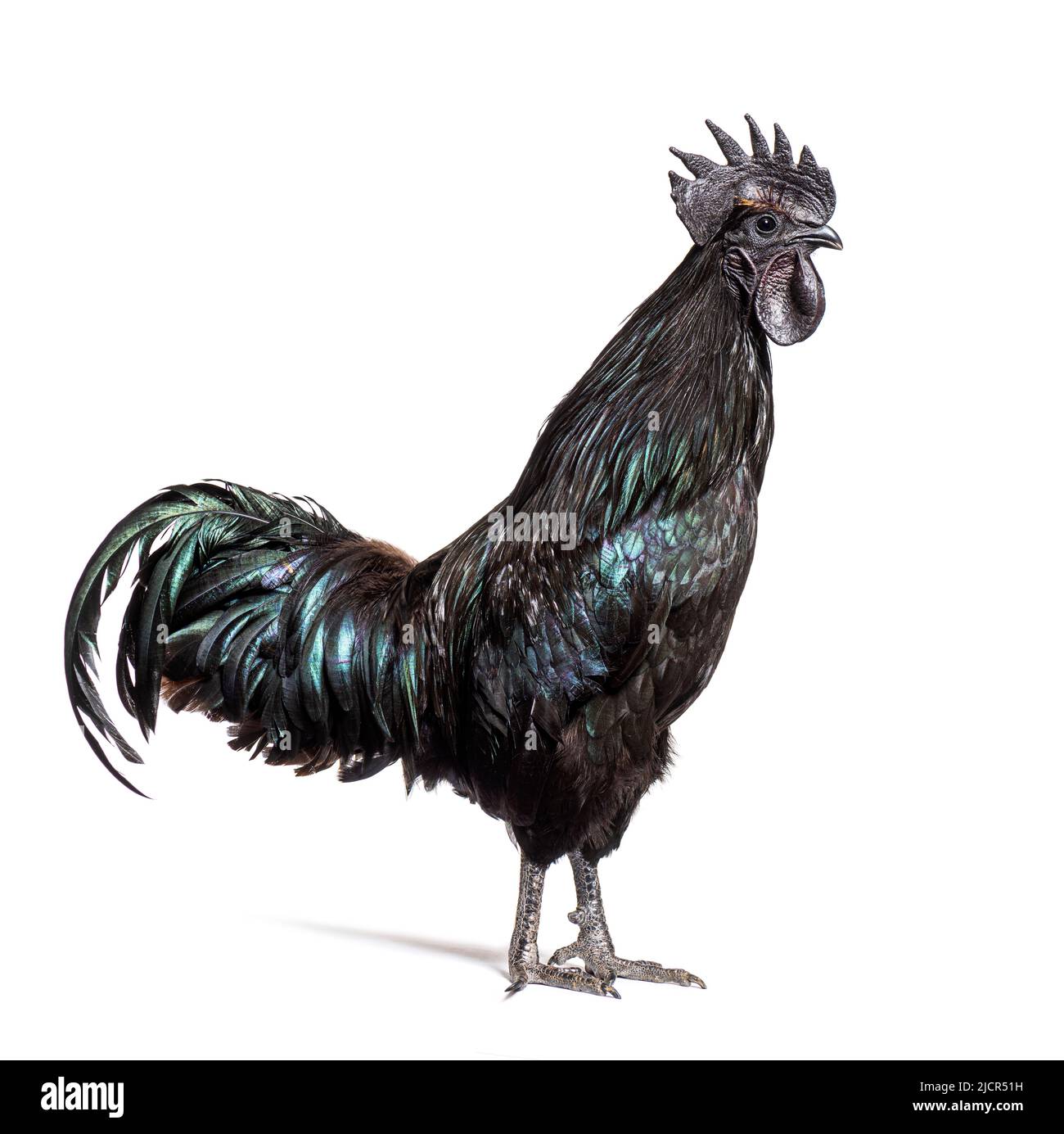 Profile view of a Ayam Cemani rooster, chicken, isolated on white Stock ...