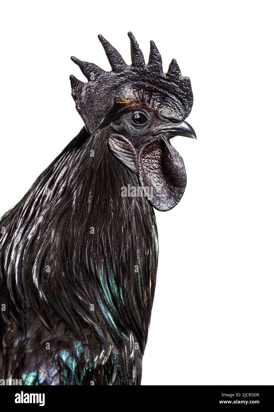 Close-up on a Ayam Cemani rooster chicken, isolated on white Stock ...