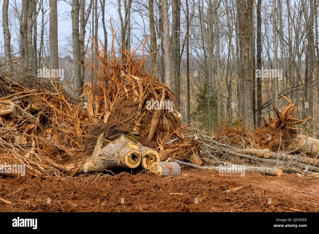 Landscape view after trees have been on land clearing for started work ...