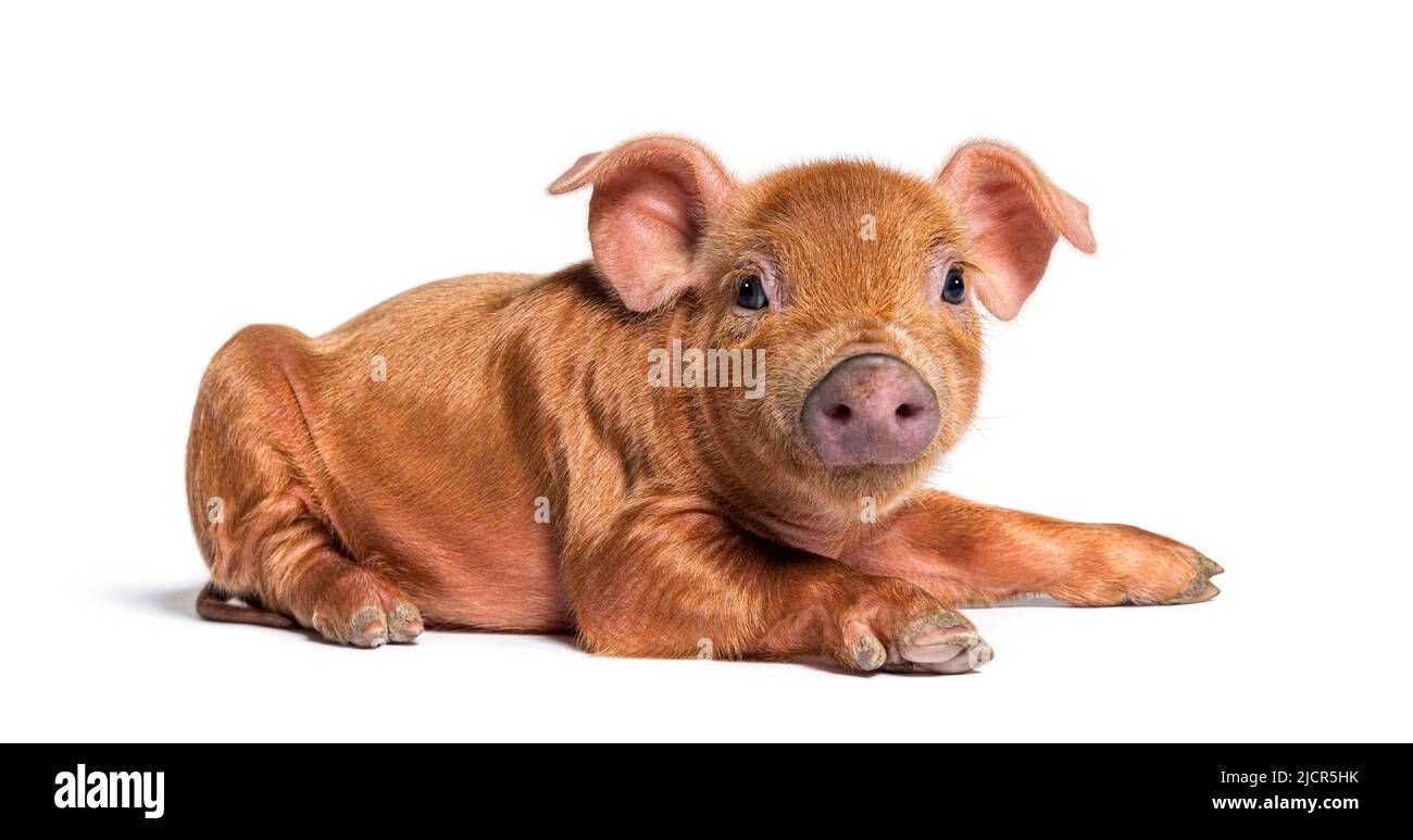 Pig lying down isolated hi-res stock photography and images - Alamy