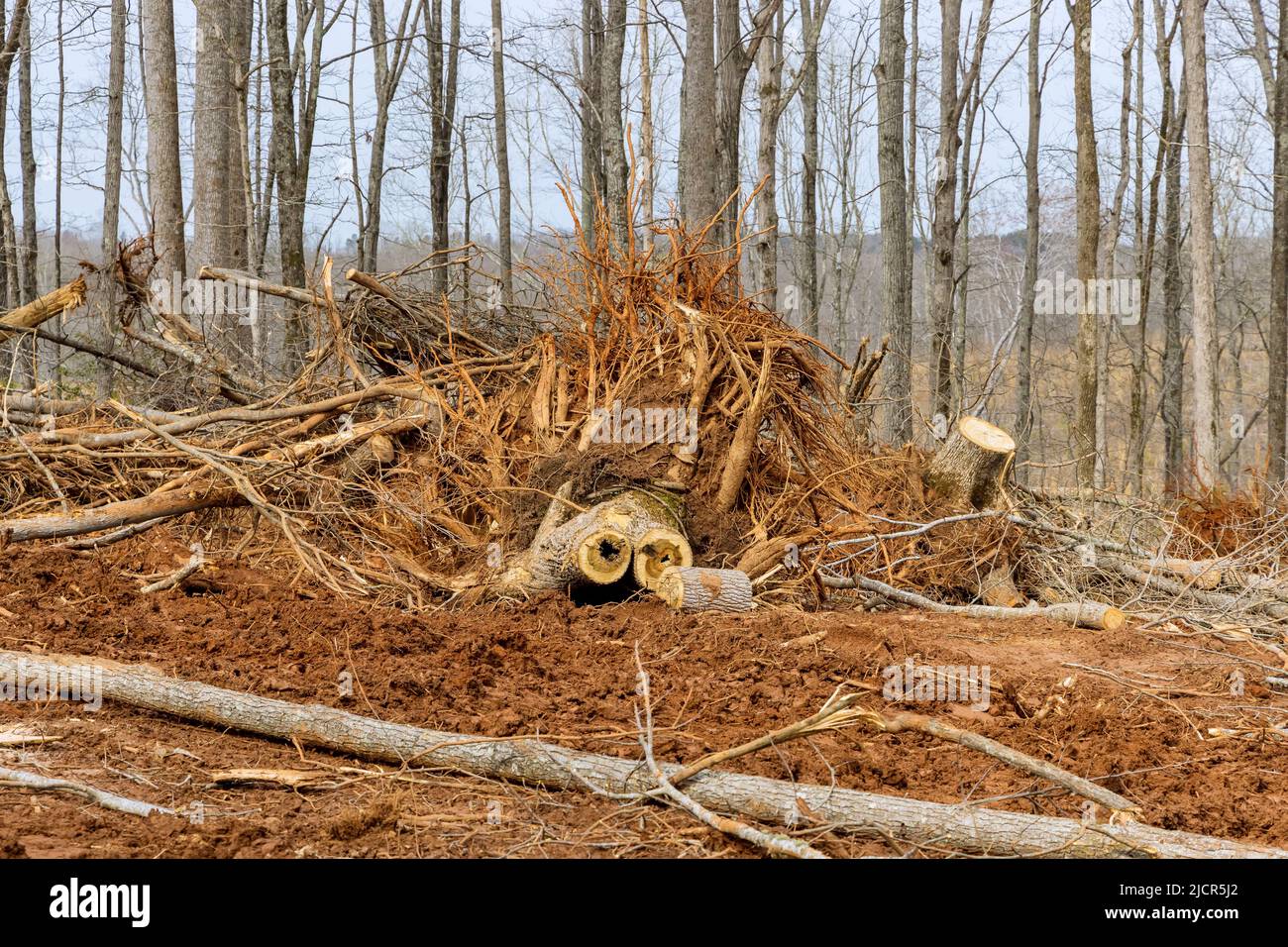 Foot stump roots of trees which were cut down the land clearing Stock ...