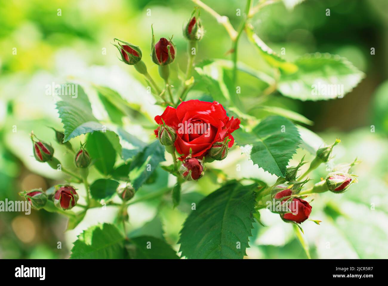Early bloom hi-res stock photography and images - Alamy