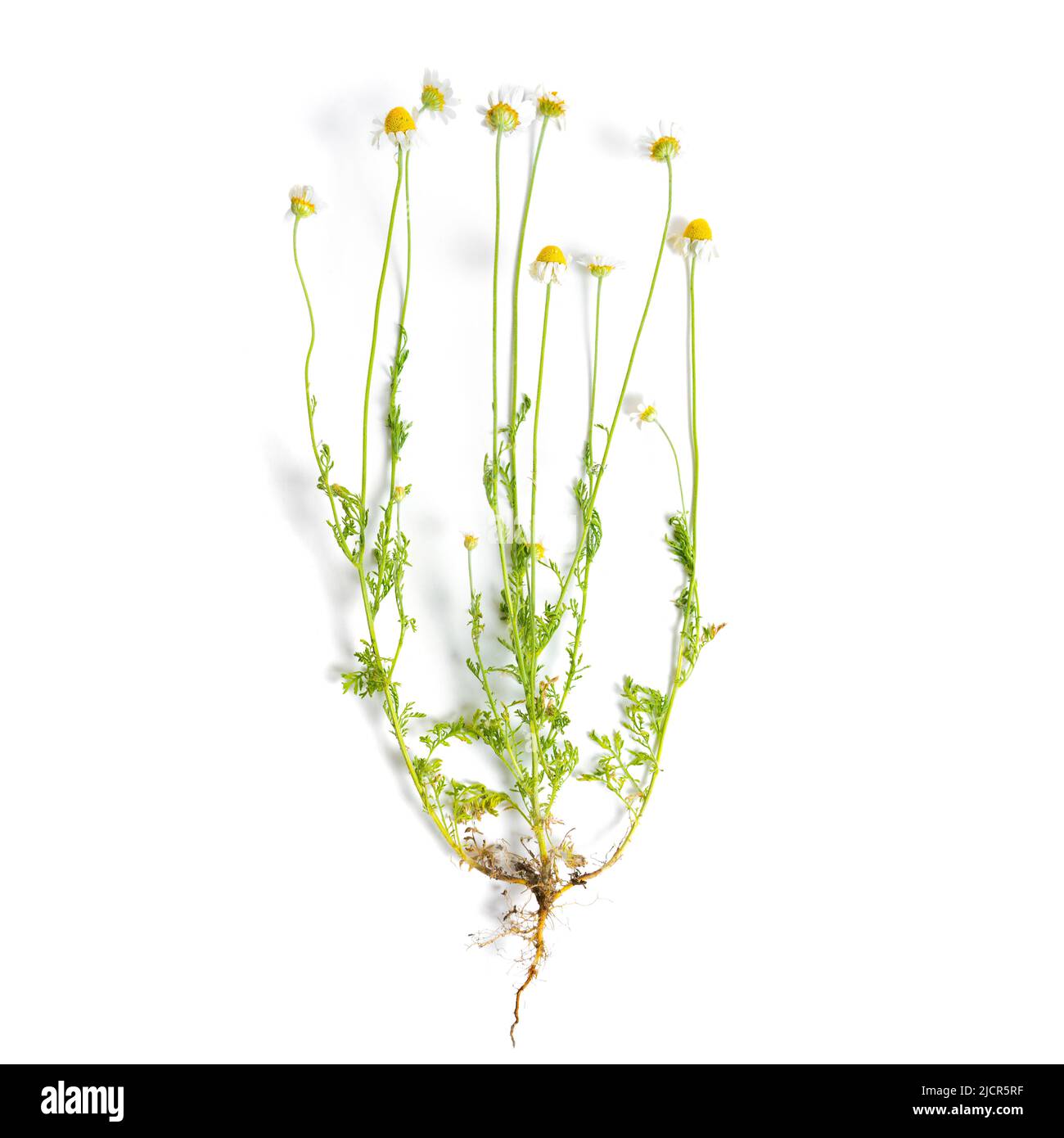 Bunch of daisies with a root system isolated on white background Stock ...