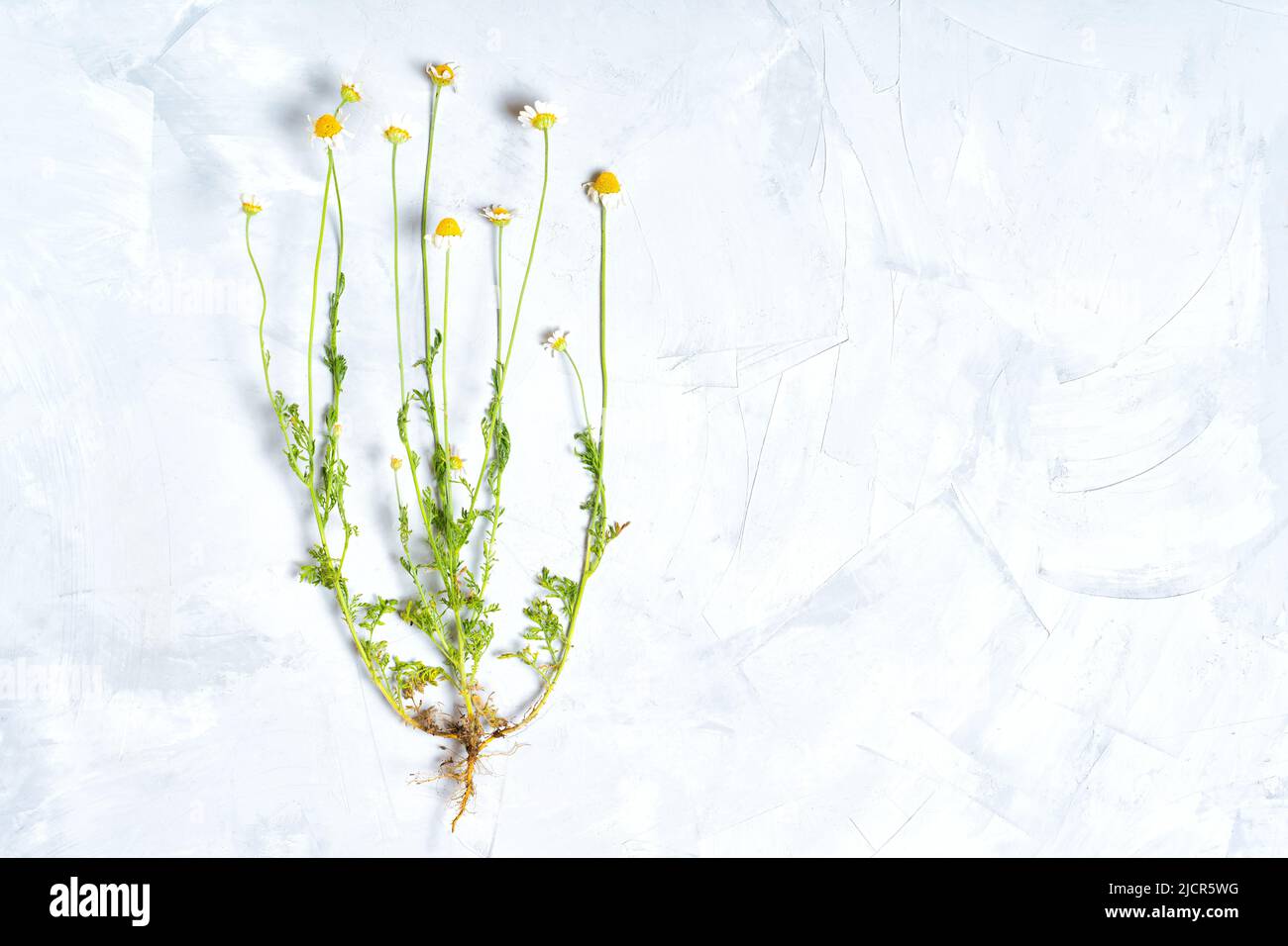 Cluster of camomile flowers with a root system isolated on gray ...