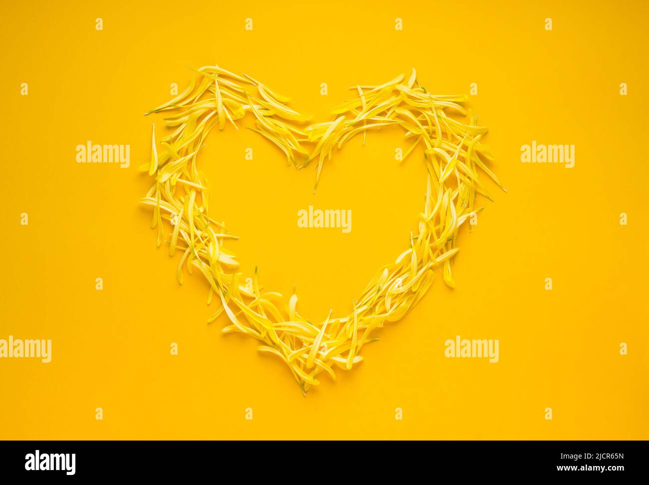 Bright Yellow Floral petals flat lay background. Summer yellow simple ...