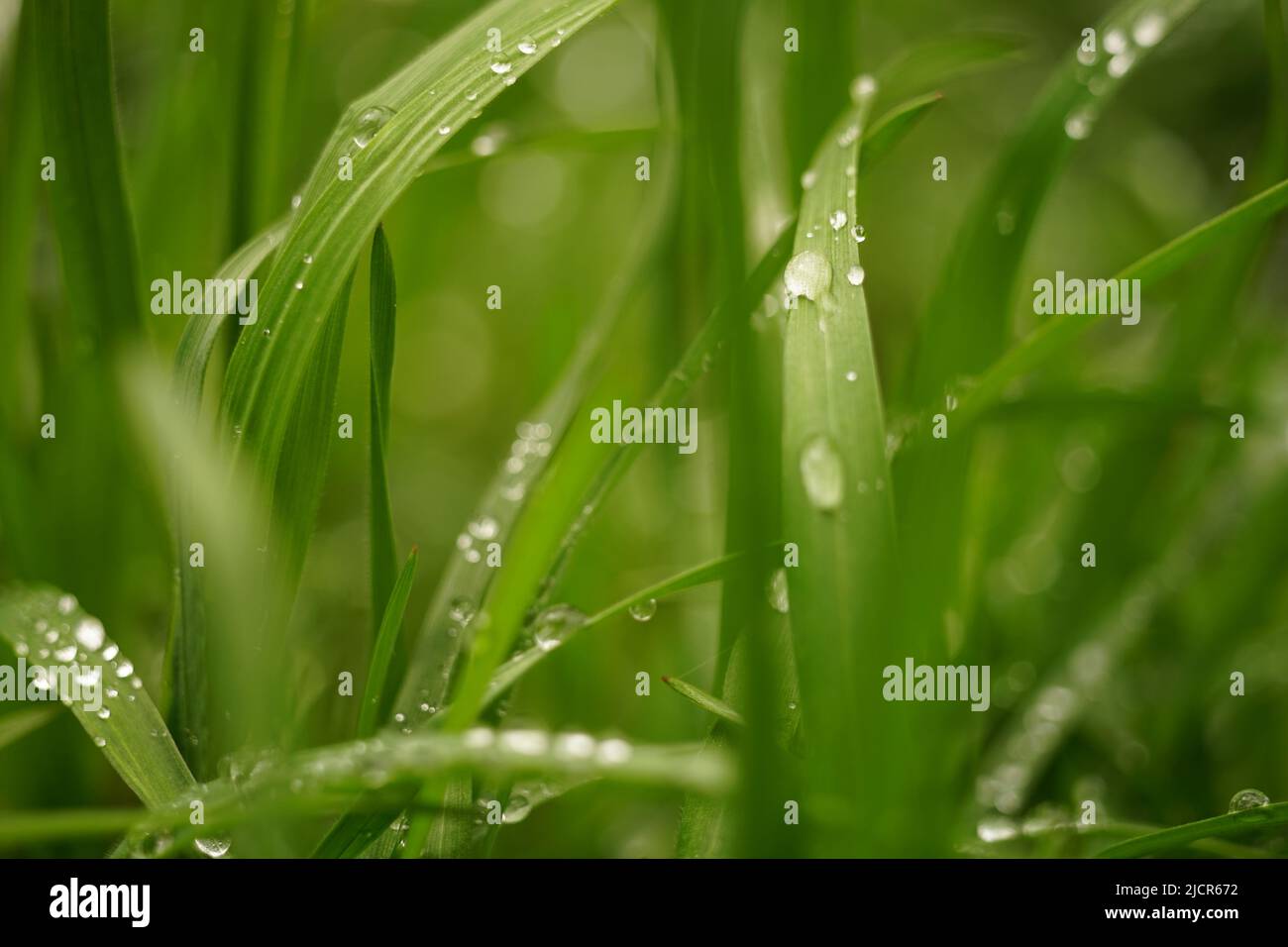 Floral background with green grass in big rain drops Stock Photo - Alamy