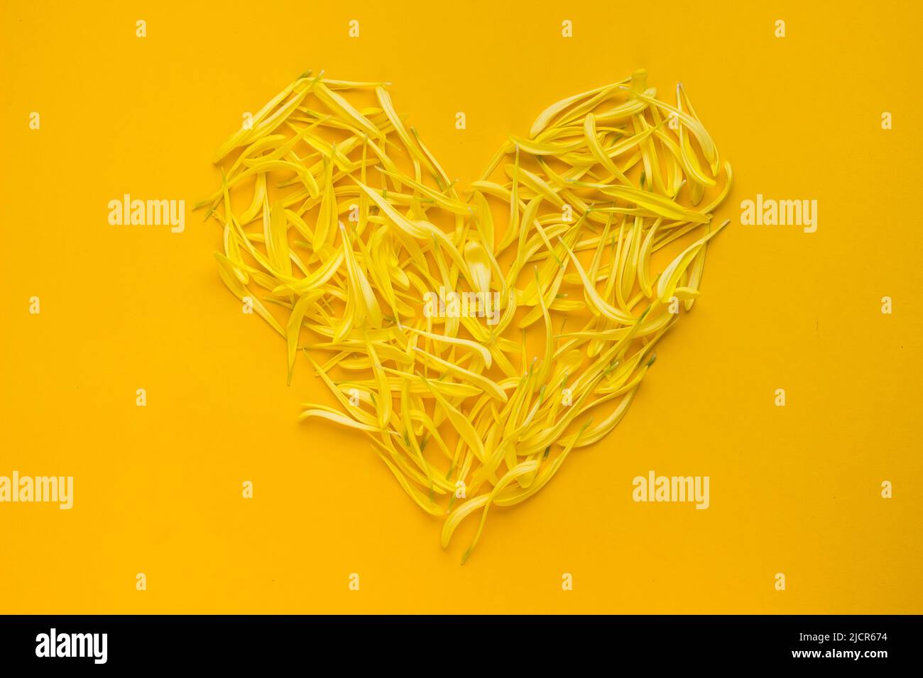 Bright Yellow Floral petals flat lay background. Summer yellow simple ...