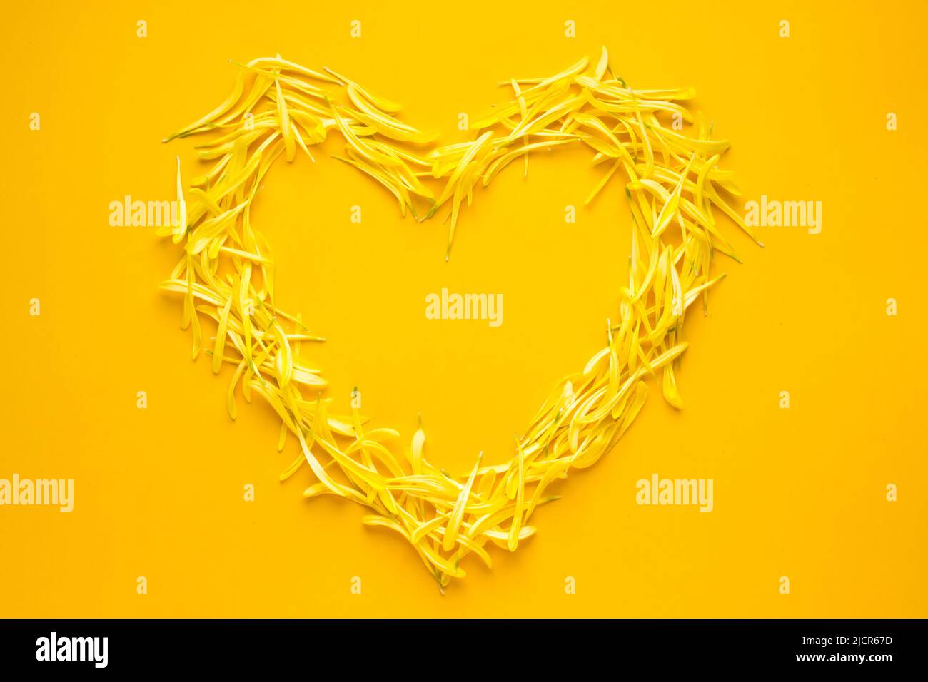 Bright Yellow Floral petals flat lay background. Summer yellow simple ...