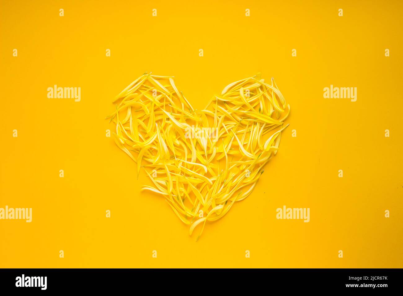 Bright Yellow Floral petals flat lay background. Summer yellow simple ...