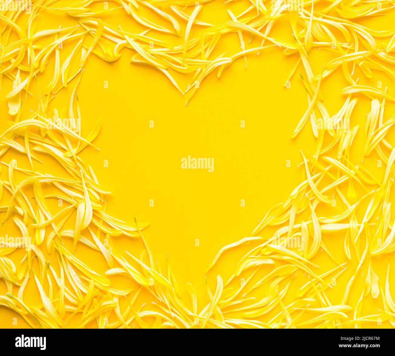 Bright Yellow Floral petals flat lay background. Summer yellow simple ...