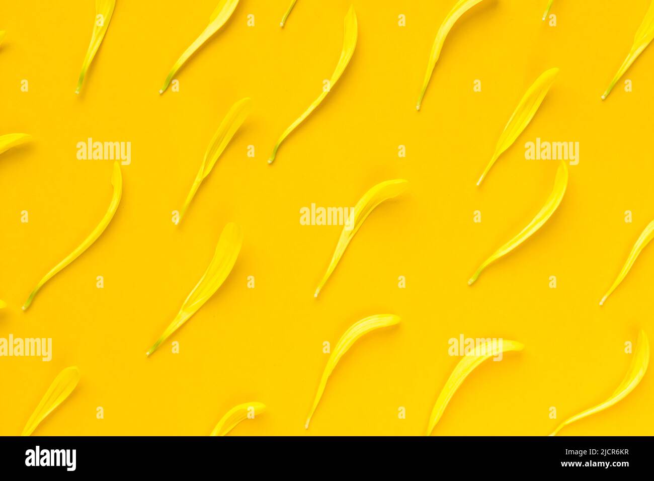 Bright Yellow Floral petals flat lay background. Summer yellow simple ...