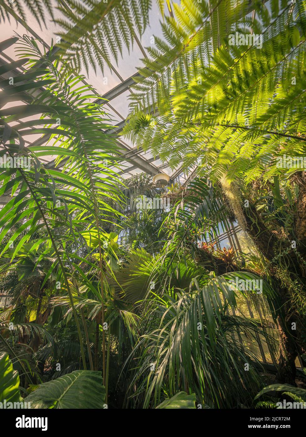 Lush green rainforest plants in a tropical greenhouse Stock Photo - Alamy