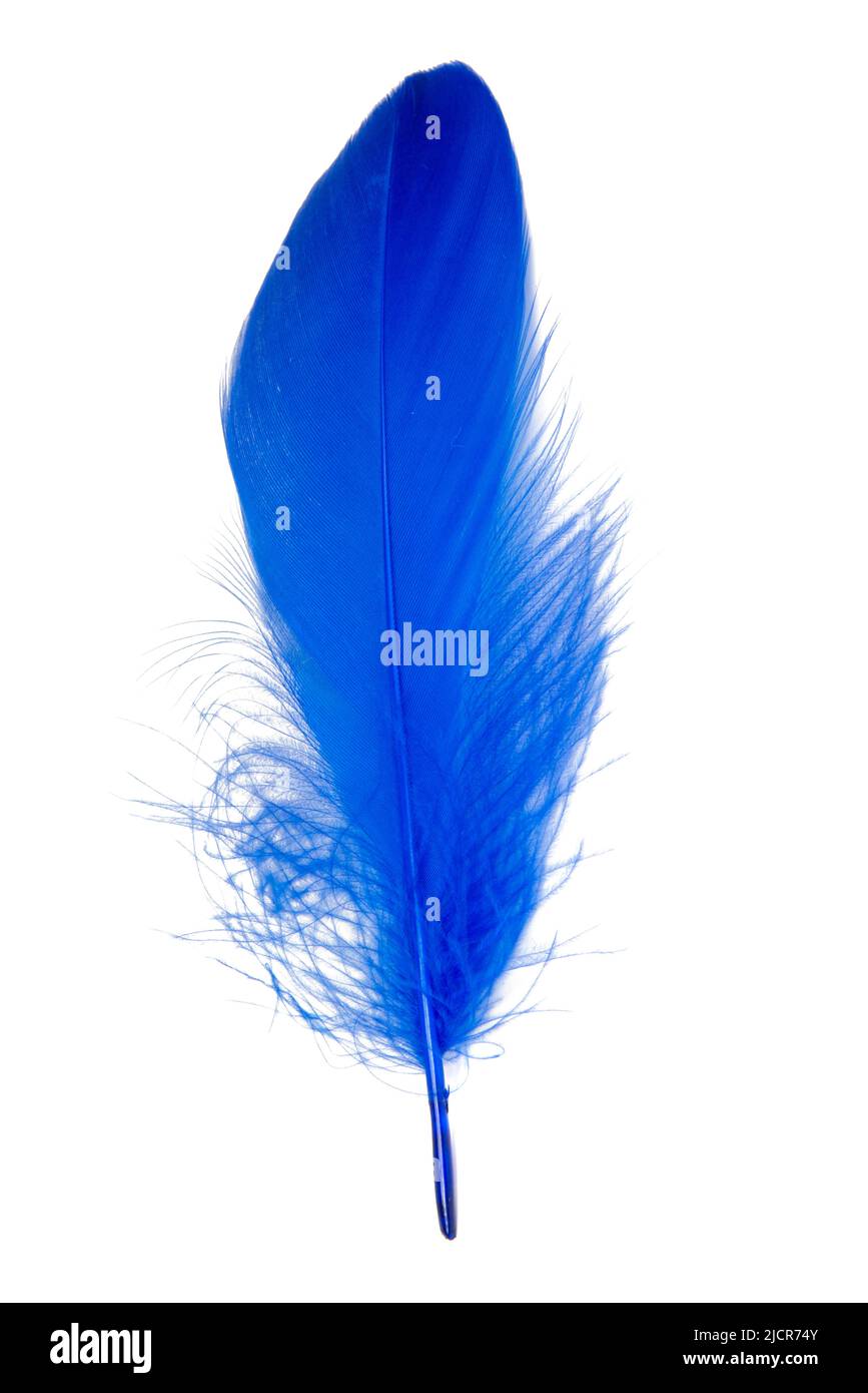 Feather elegant puff isolated on the white background Stock Photo - Alamy
