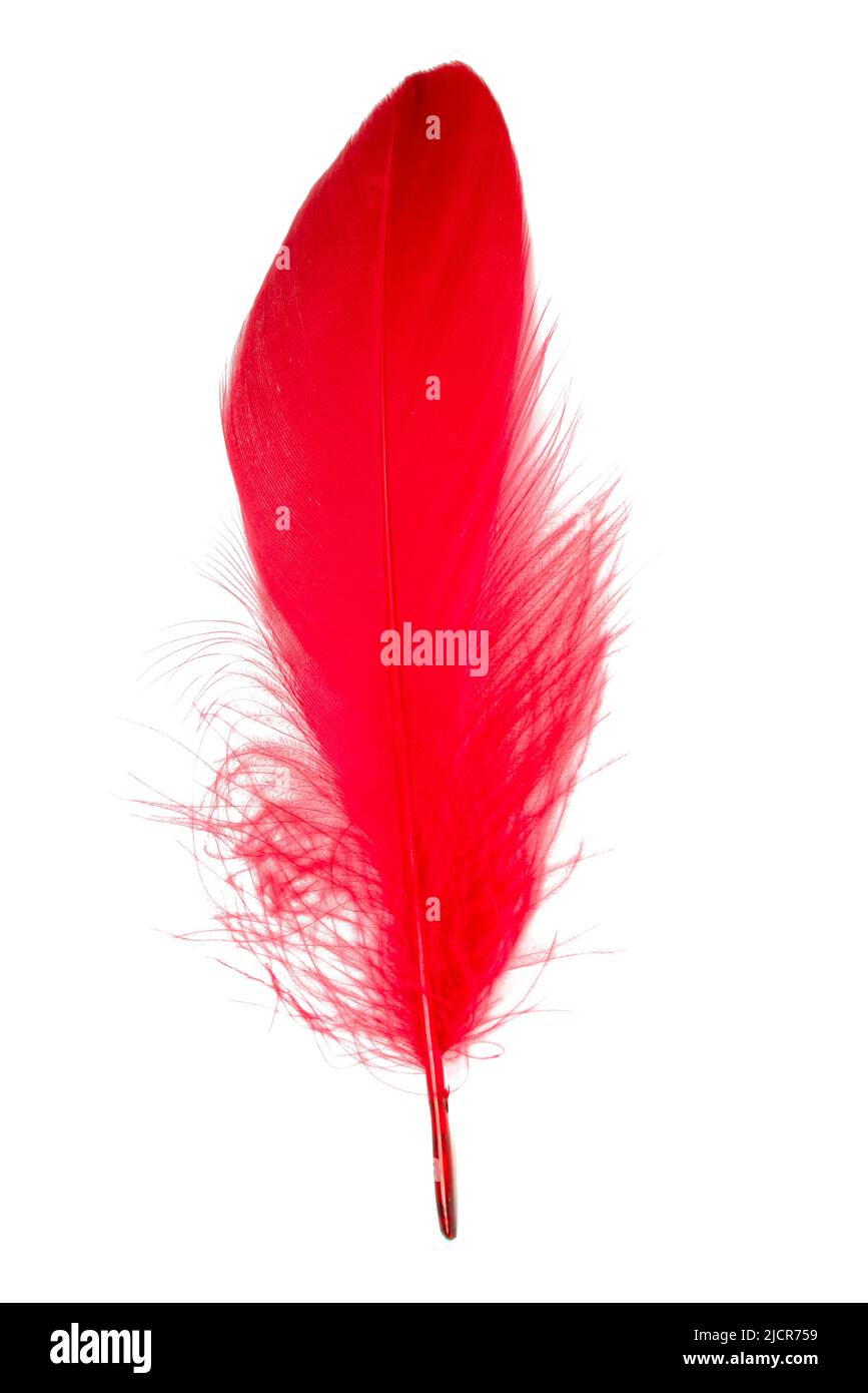 Feather elegant puff isolated on the white background Stock Photo - Alamy