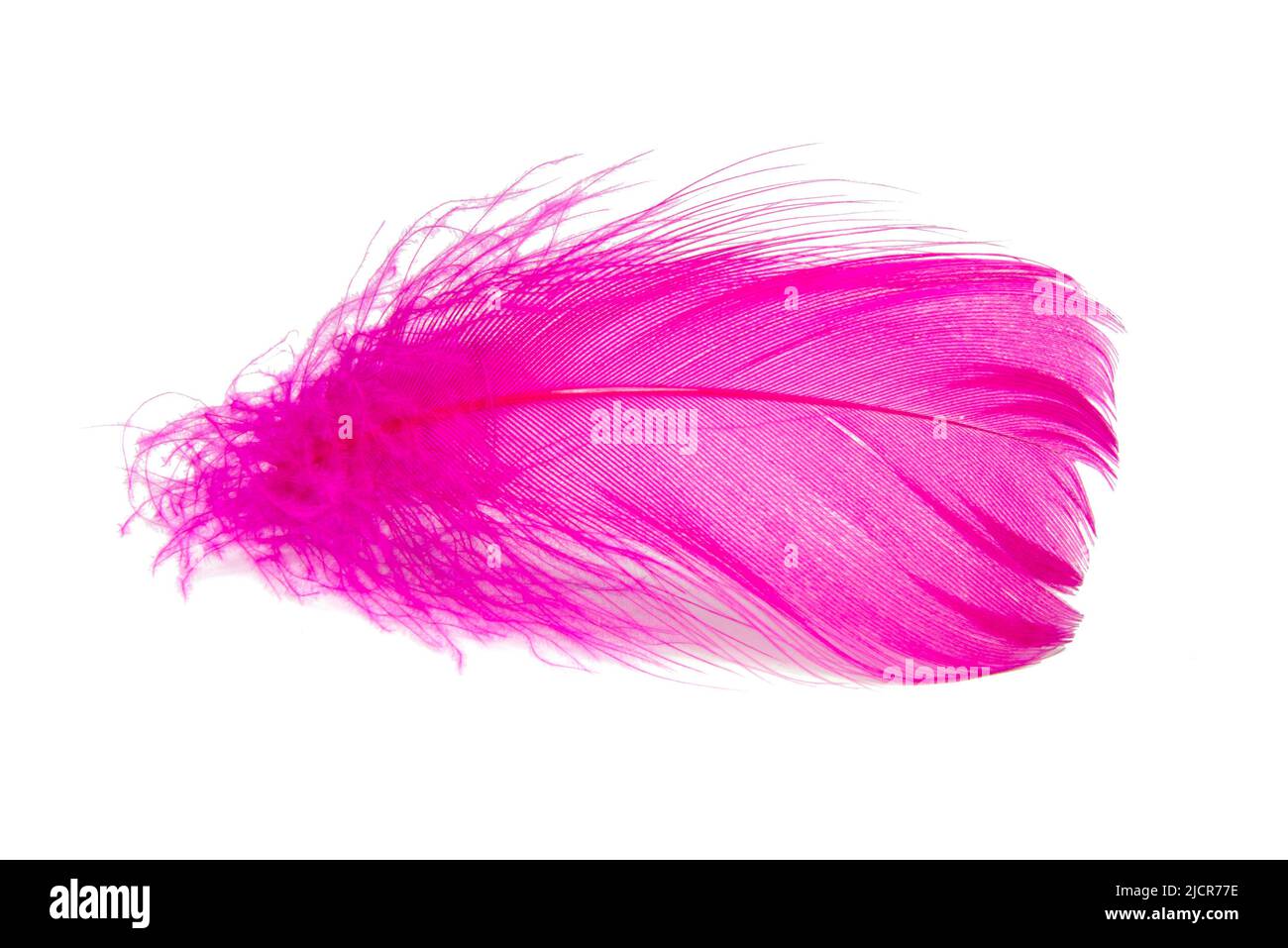 Bird feather elegant pink isolated on the white background Stock Photo ...