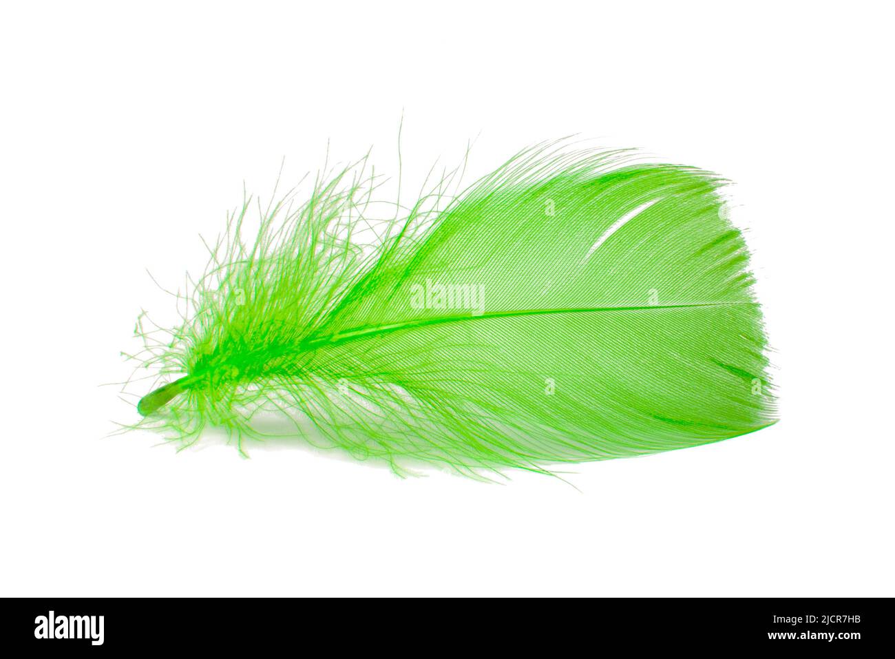 Elegant bird feather colorful isolated on the white background Stock ...