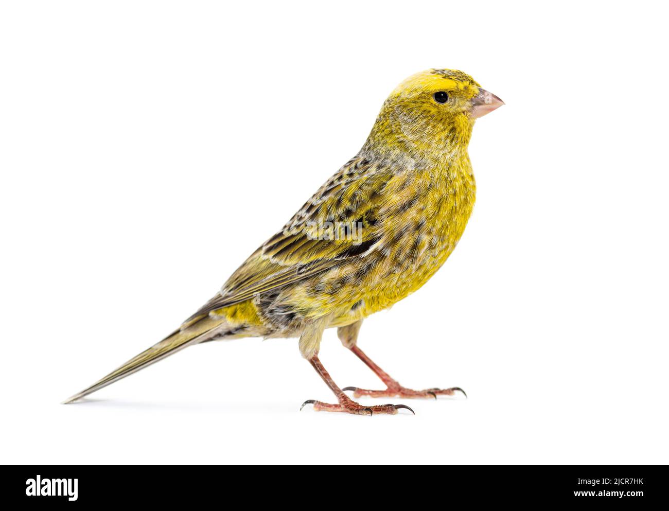 side view of a Canary - Colored LIZZARD - standing, isolated on white ...