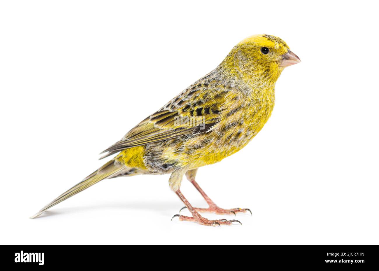 side view of a Canary - Colored LIZZARD - standing, isolated on white ...