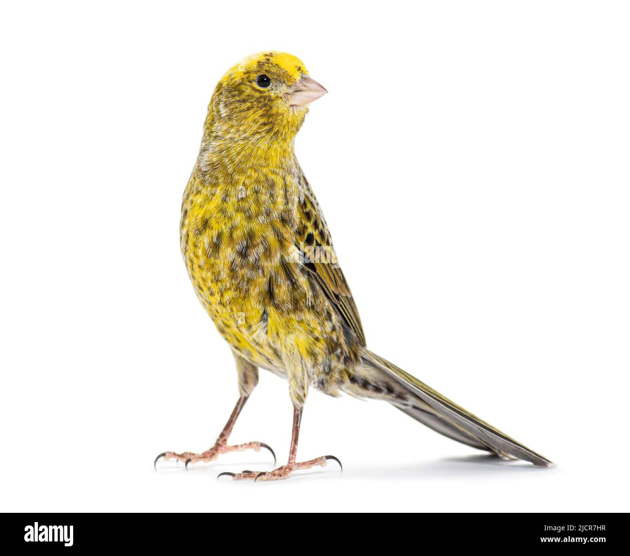 Canary standing - Lizzard mutation - isolated on white Stock Photo - Alamy