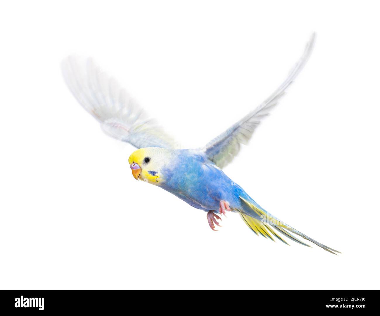 Side view of Budgerigar bird flying, blue rainbow colloration,isolated ...