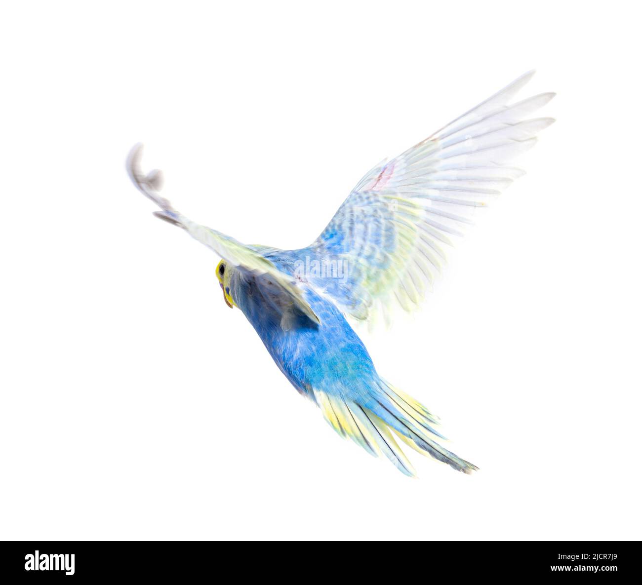 Back view of Budgerigar bird flying, blue rainbow colloration,isolated ...