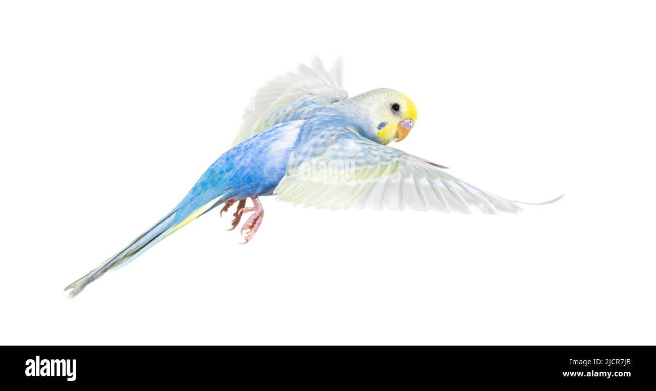 Side view of Budgerigar bird flying, blue rainbow colloration,isolated ...