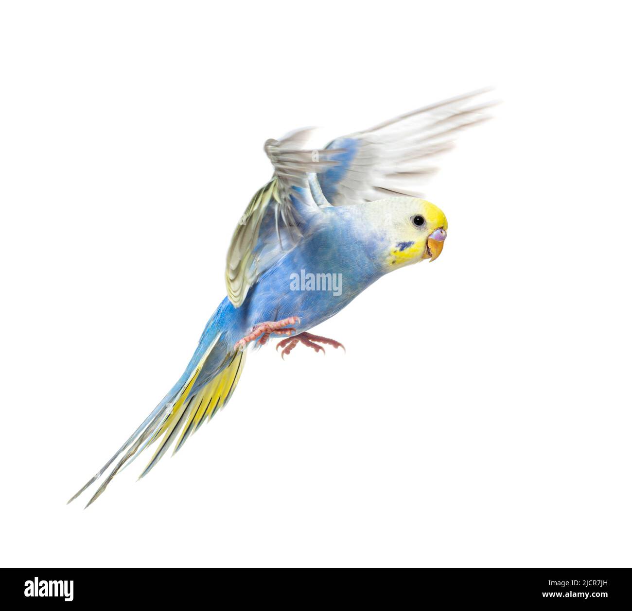 Blue Budgie Flying