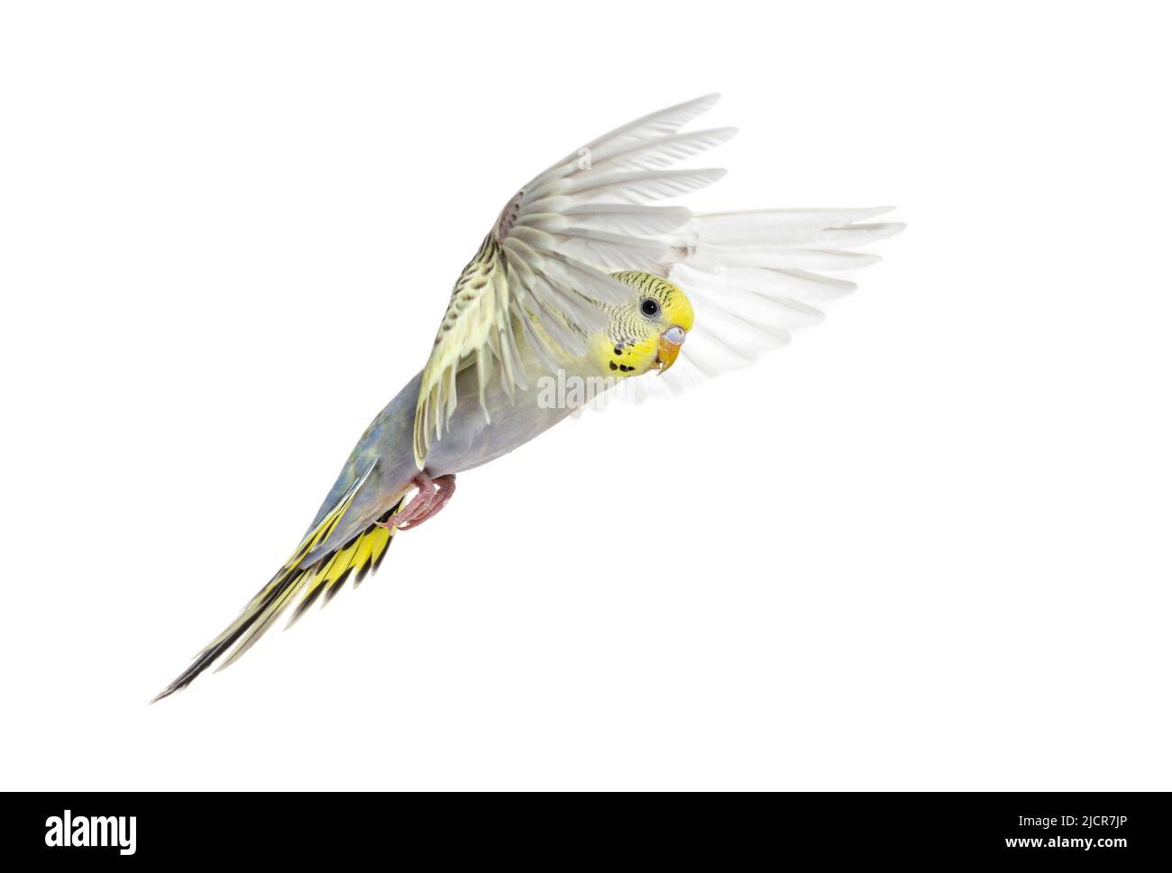 grey rainbow Budgeriar bird flying wings spread, isolated on white ...