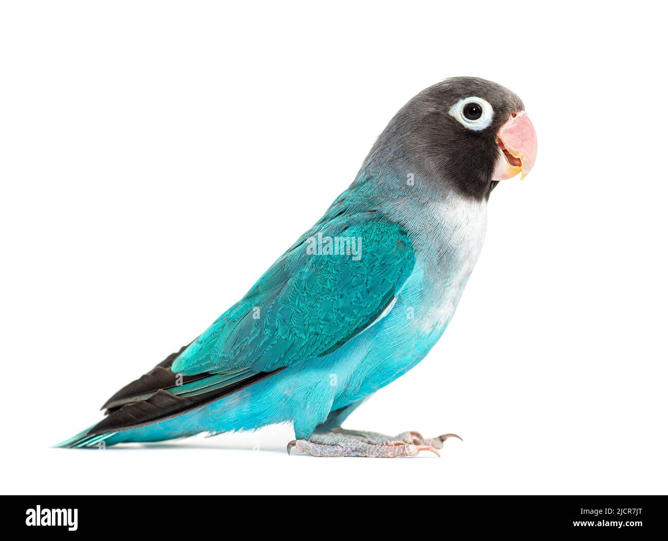 Side view of a Black Cheecked Lovebird – Agapornis Nigrigenis – Blue ...