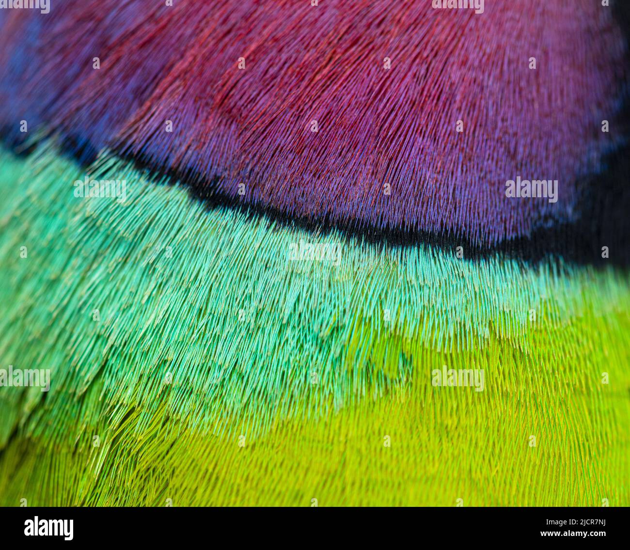 Macro, close-up on a feathers of a Male Plum-Headed parakeet ...